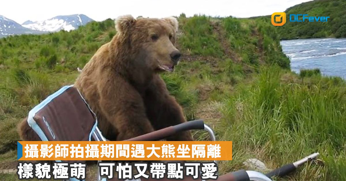 攝影師 Drew Hammond 拍攝期間遇大熊坐隔離，樣貌極萌似正享受晴朗美好的一天 - DCFever.com